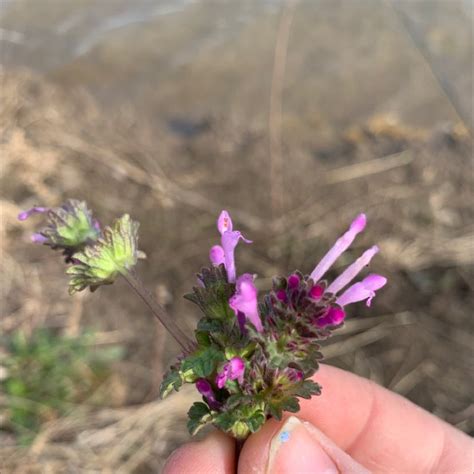 10 Advantages Of Having A Henbit