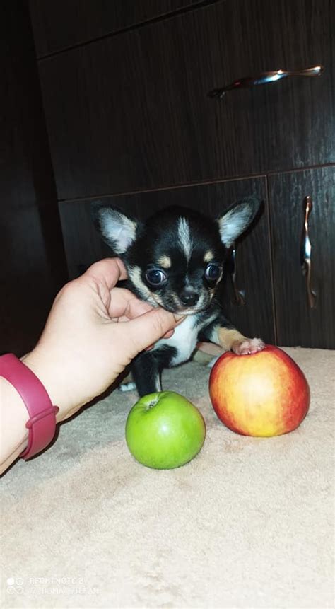 Щенки Чихуахуа Французкого бульдога Померанского шпица Украина Продажа Щенки Чихуахуа