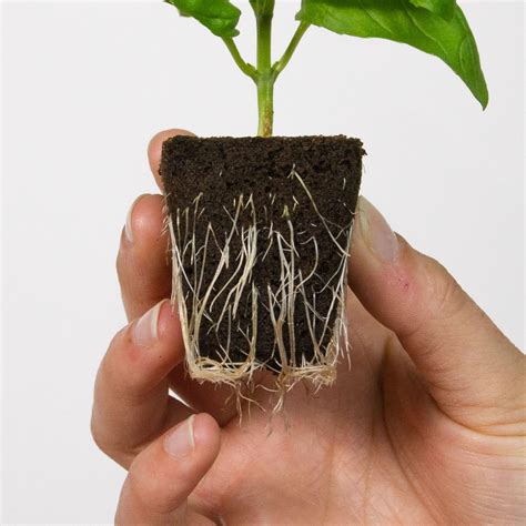 Root Riot Presoaked Cubes The Horticulture Company Grow Shop Uk