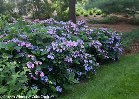 Hydrangea Serrata Tuff Stuff Pépinière Locas