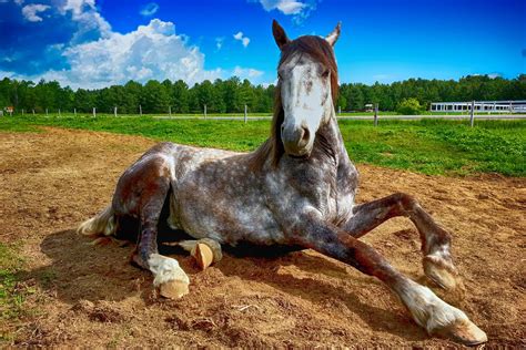The Last Days Of Ben Lilly Sporting Classics Daily