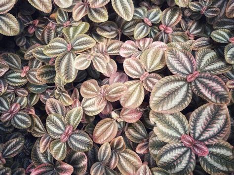 Premium Photo Beautiful Pattern Of Growing Leaves For Background