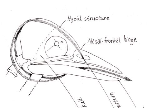 Woodpecker Skull Diagram Lizzie Harper