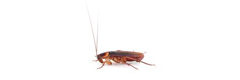 German Cockroach Extermination And Pest Control In Toronto