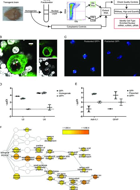 Purification Of Nuclear Rna From Targeted Cell Types In The Brain A