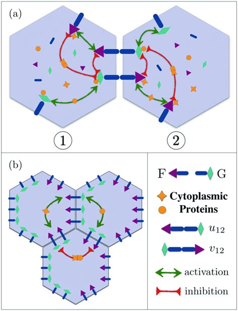 What Is The Medical Terminology Of Intracellular At Amy Fenstermacher Blog