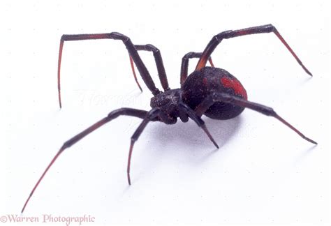 Red Back Spider Photo Wp18073