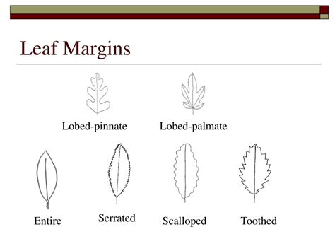 Ppt Morphology Of Range Plants Powerpoint Presentation Free Download