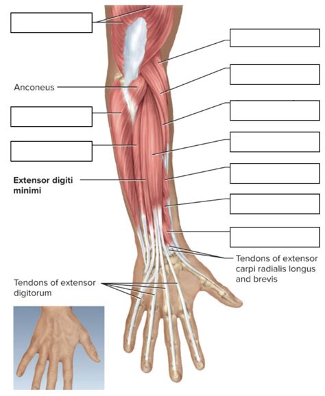 Anatomy Lab Practical 3 Posterior Forearm Muscles Diagram Quizlet