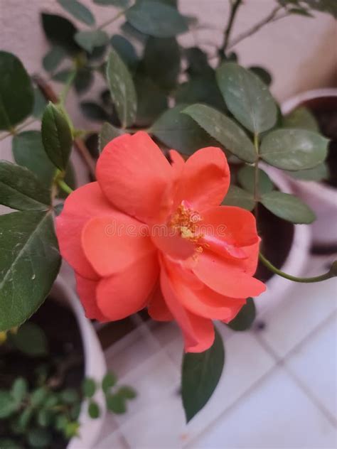 Orange Colour Rose Stock Image Image Of Flower Nature 264409237