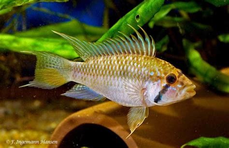 Apistogramma Ortegai Aquainfo