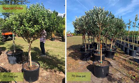 Feijoa Sellowiana Tree