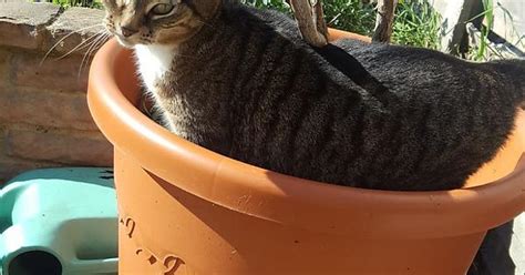 My Dead Tree Sprouted A Cat Album On Imgur