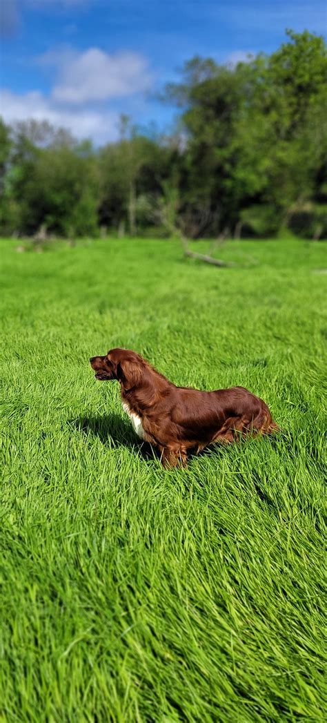 Red Setter Donegal Free Photo On Pixabay Pixabay
