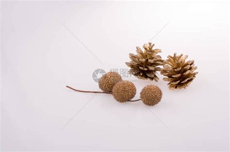 白色背景上灯的松果高清图片下载 正版图片505720523 摄图网
