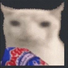 Funny Cat Eating Chips  Funny Cat Eating Chips Descubrir Y