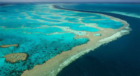 Great Barrier Reef Marine Life Conservation Ecosystem Britannica