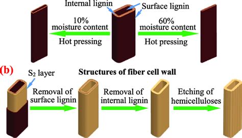 Illustration Of Transitions Of Natural Fiber Cell Wall Via Controlling