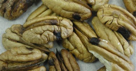 Pecan Grading Demonstrations A Way To Evaluate Pest Problems Pecan