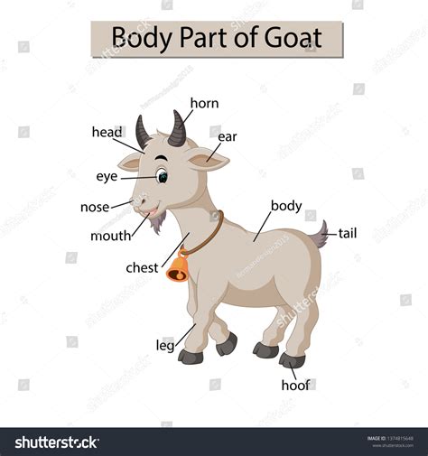 Diagram Showing Body Part Goat Stock Vector Royalty Free 1374815648