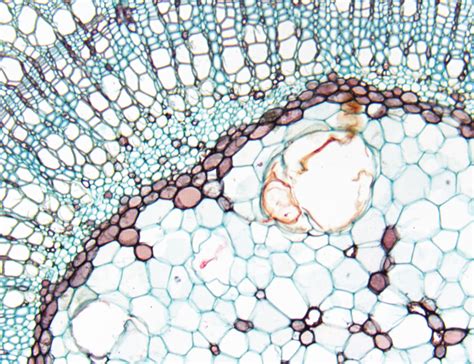 Mtr3ccd12000kpa Discontinued Low Light Imagingsemiconductor Cooled