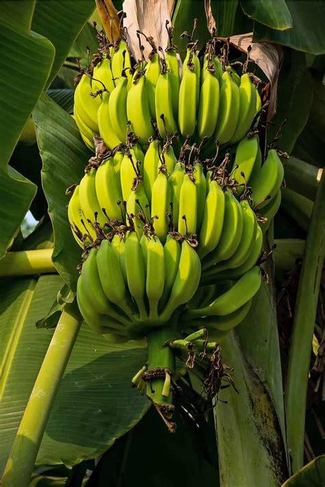 Do Bananas Have Seeds One Question With An Interesting Answer