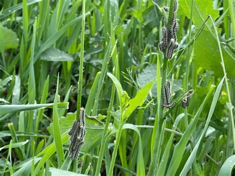 2 Catter Pillar Royalty Free Photos And Stock Images Shutterstock