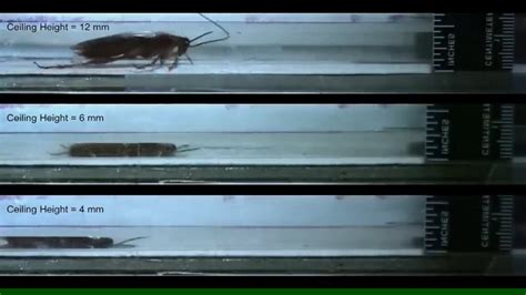 Deep Look Roaches Can Withstand Being Crushed By 900 Times Their