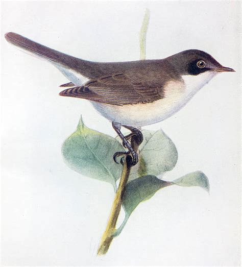 10 Lesser Whitethroat Stock Illustrations Royalty Free Vector
