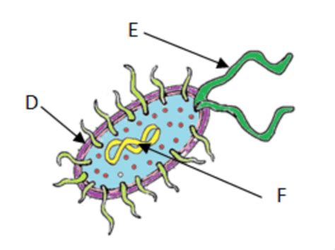 Chapter 3 Cells Flashcards Quizlet