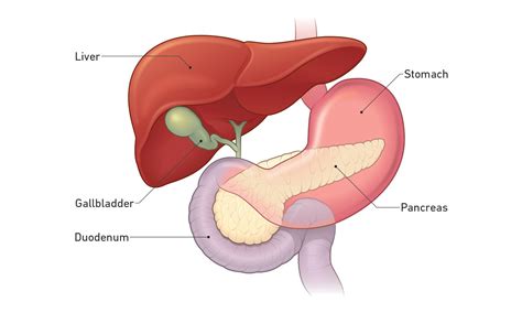 Whipple Surgical Procedure For Pancreatic Cancer On Behance