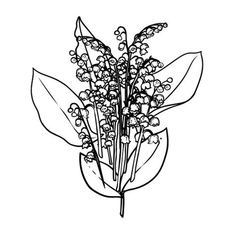 Lily Of The Valley Line Drawing Vector Images Over 350