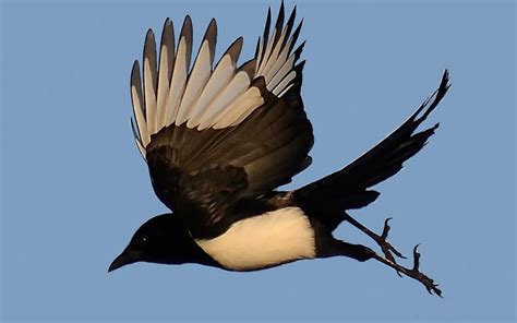 Dr Grainne Cleary Why Do Birds Do That Rnz