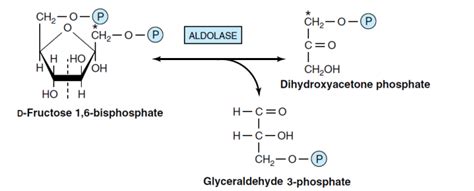 Glycolysis Pathway Simplified Review All 10 Steps Of Glycolysis
