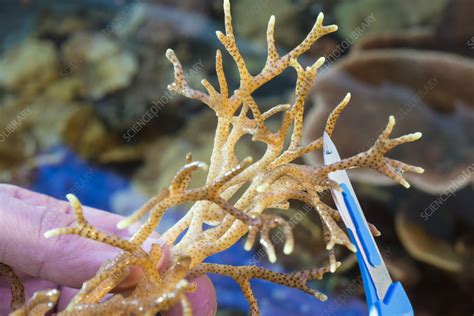 Lab Grown Corals Stock Image C055 7579 Science Photo Library