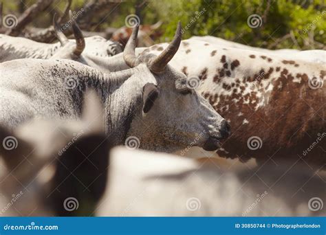 Herd Of Nguni Cattle Royalty Free Stock Image 30850744