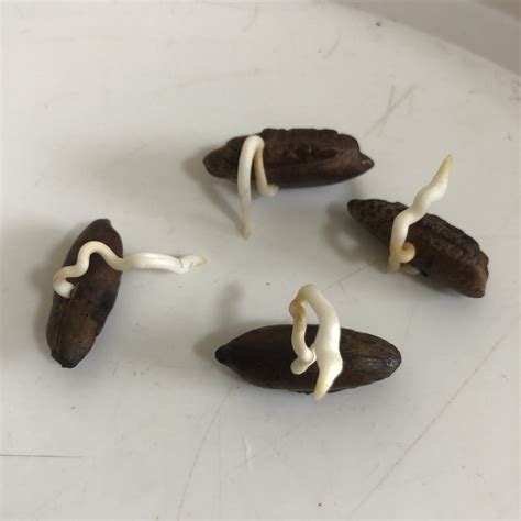 Medjool Date Palm Phoenix Dactylifera Local Seeds
