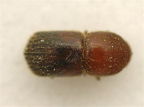Bark And Ambrosia Beetles Scolytinae Xylosandrus Crassiusculus Bugguidenet