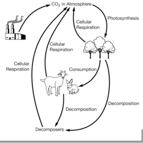 Ap Environmental Science Unit 1 Test Review Flashcards Quizlet
