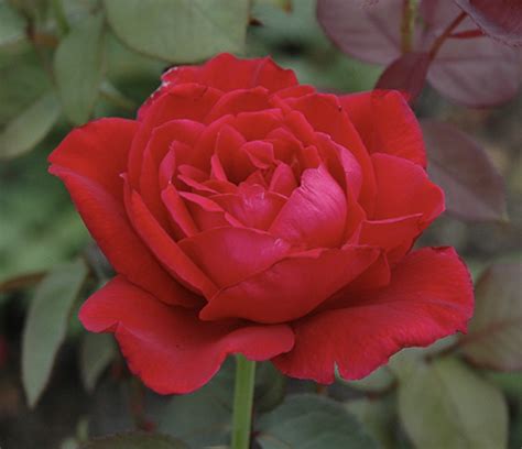 Mister Lincoln Tree The Rose Fanatic Llc