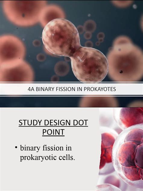 4a Cell Cycle Prokaryotes Pdf Plasmid Molecular Cloning