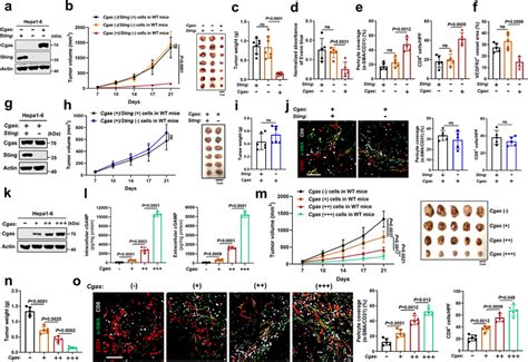 Tumor Cgas Regulates Vascular Normalization And Anti Tumor Immune