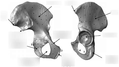 Disarticulated Pelvis Diagram Quizlet