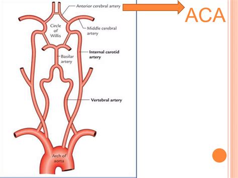 Anterior Cerebral Artery Aca Pptx