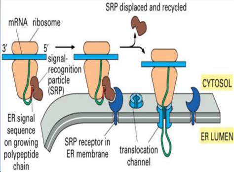 Endoplasmic Reticulum Flashcards Quizlet