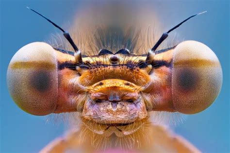 Extreme Close Up Photography
