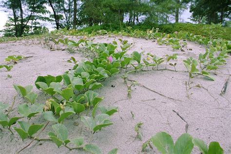Premium Photo Tree On The Beach