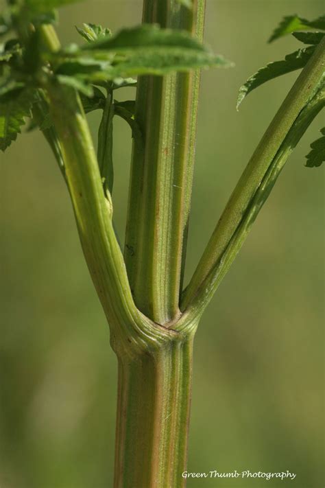 Pei Invasive Species Council Wild Parsnip