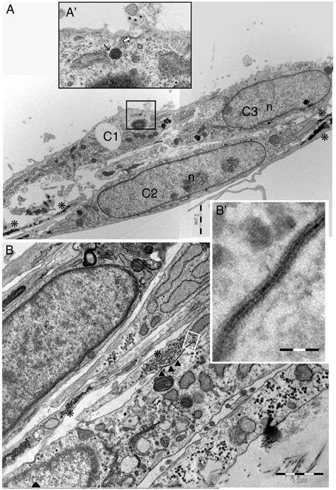 Evidence Of Gap Junctions Between Glial Cells Through Tem A Mosaic Download Scientific Diagram