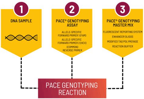 Pcr Genotyping Your Easy Guide To Genetic Analysis